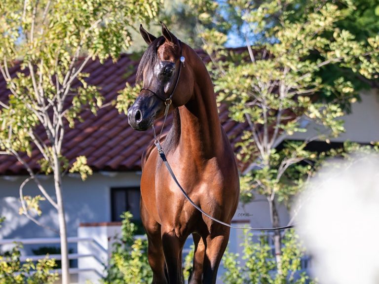 Spirit Ranch – Arabian Breeding and Horsemanship in Scottsdale